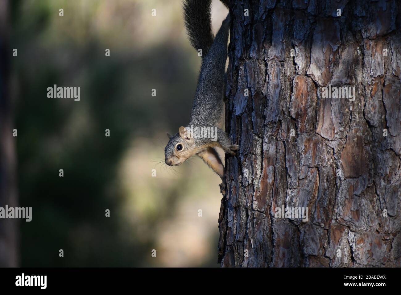 Squirrel on a pine tree Stock Photo - Alamy