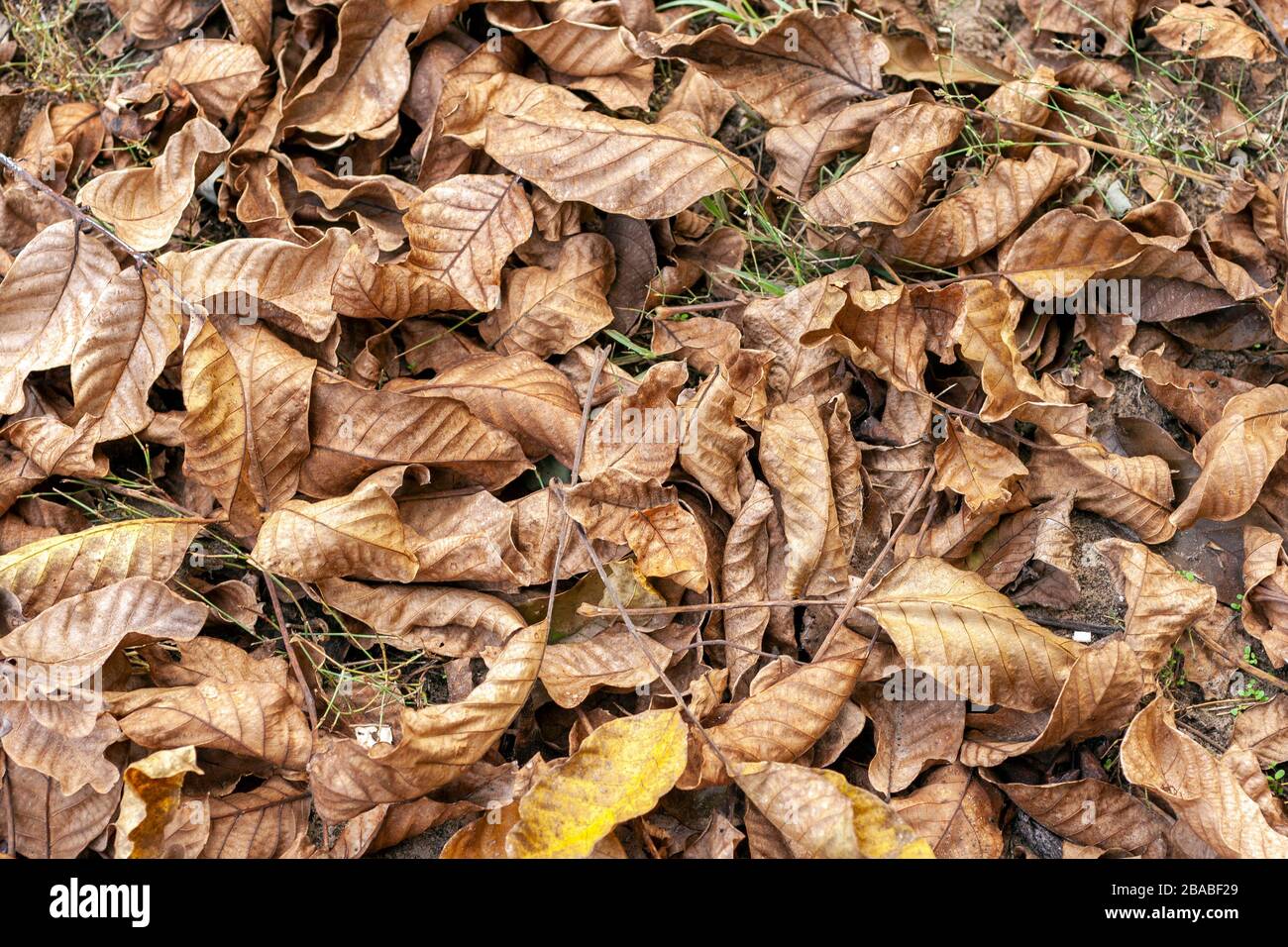 Dry withered walnut leaves after autumn leaf fall on the ground with ...
