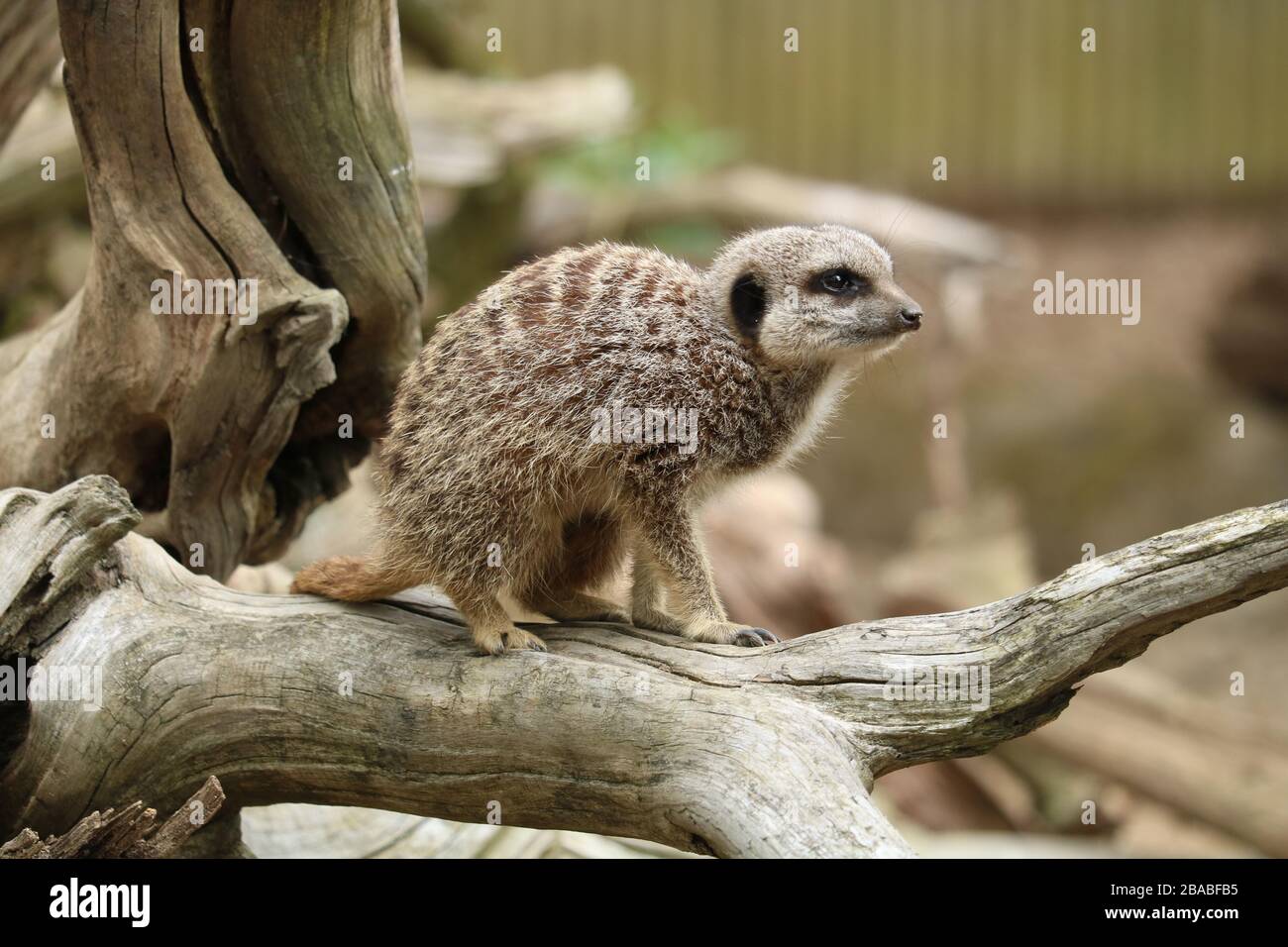 Suricata surricata hi-res stock photography and images - Alamy