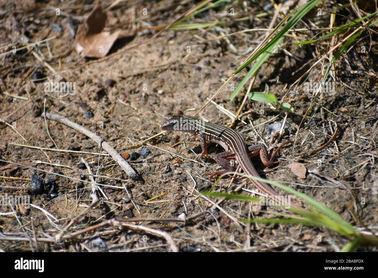 Juvenile Texas Spotted Whiptail near grass Stock Photo - Alamy