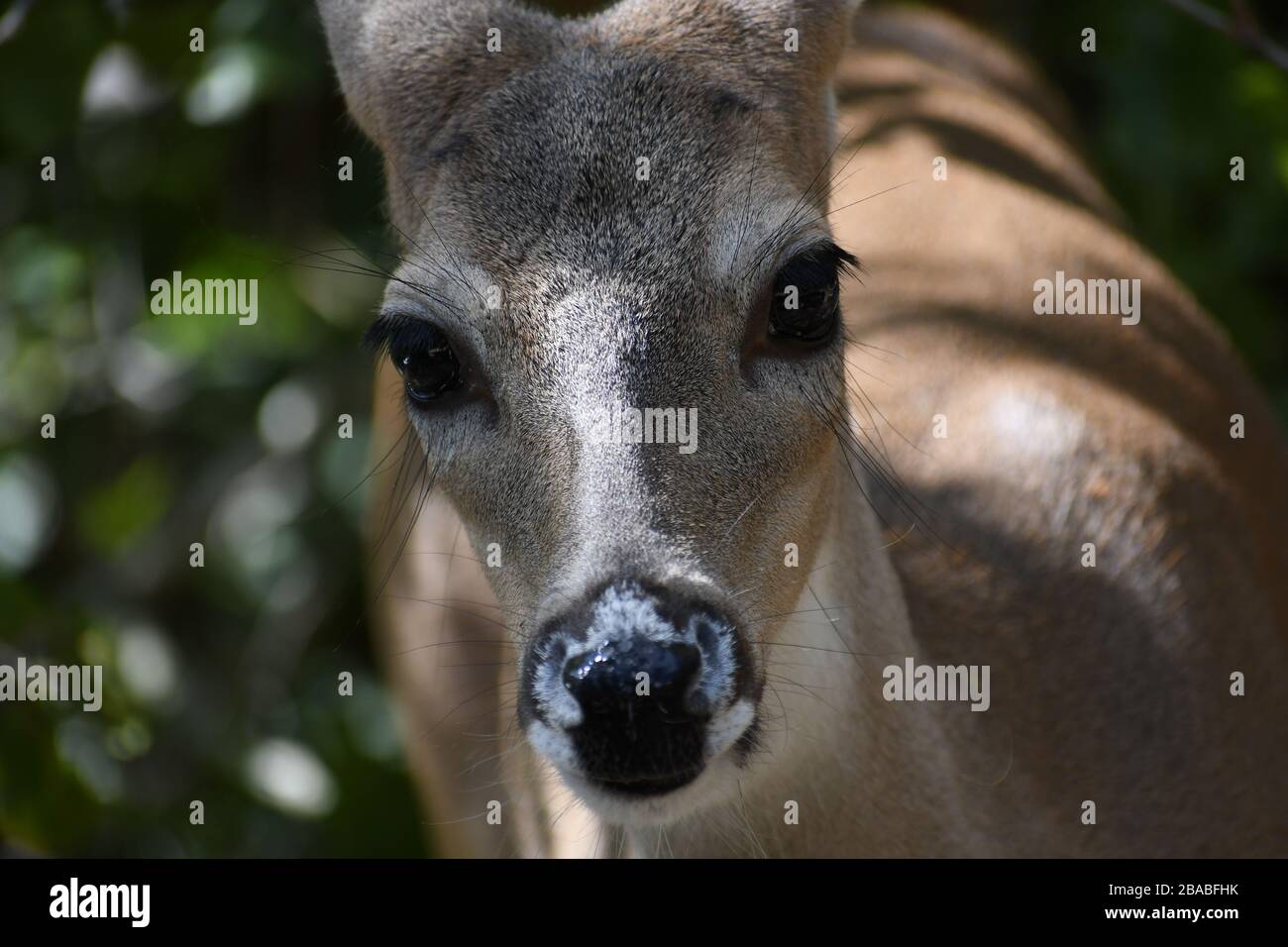 Young doe looks camera hi-res stock photography and images - Alamy