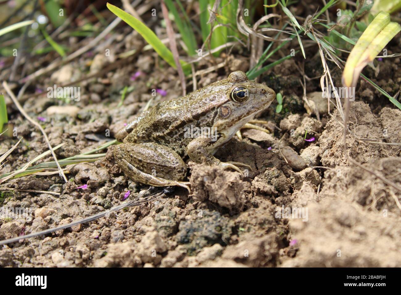 Wil frogs in the South of France, a rare capture Stock Photo - Alamy