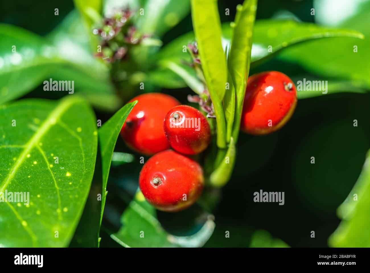 Fruits / red berries of Aucuba japonica or also knows as Japanese ...