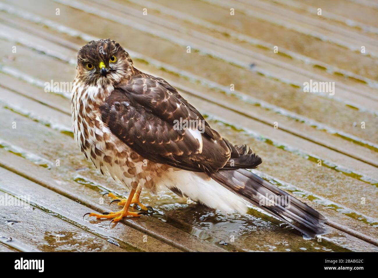 Recovering after hitting a window, a fierce-looking, sharp-clawed bird ...