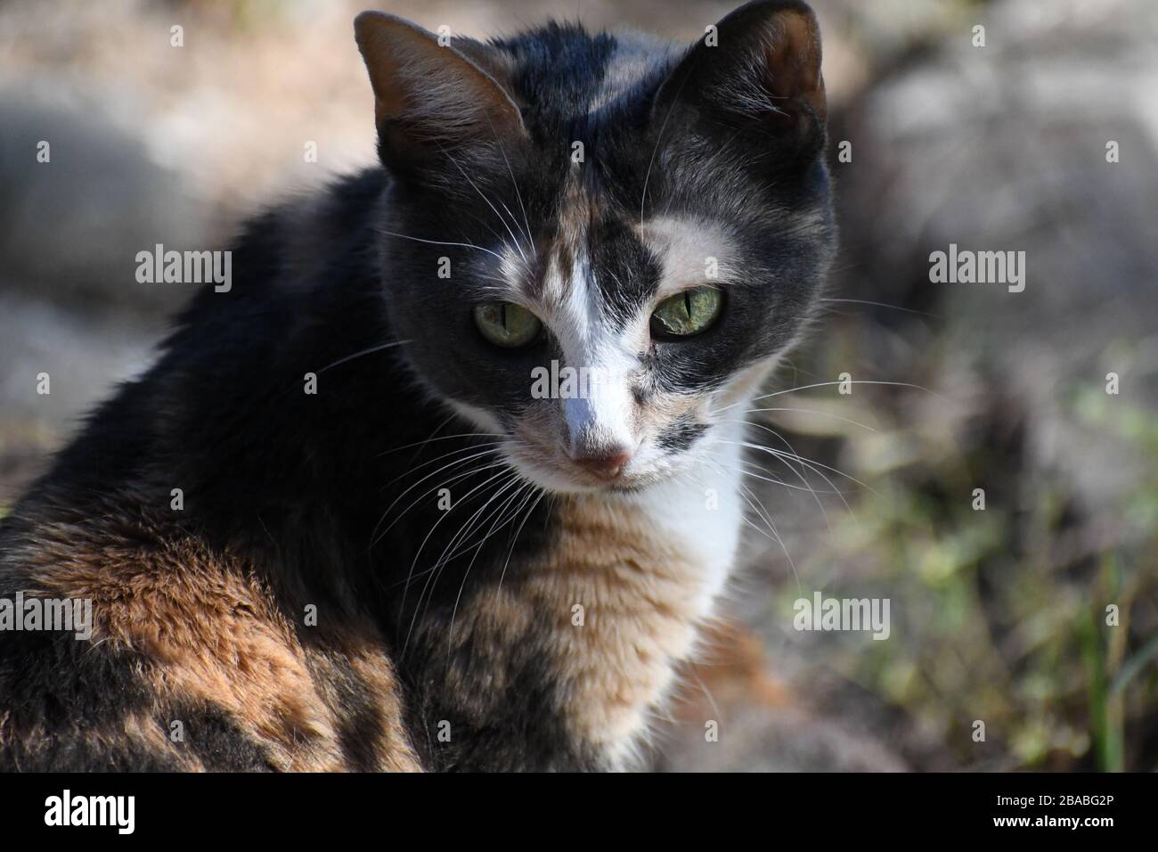 Cute cat exploring outside Stock Photo - Alamy