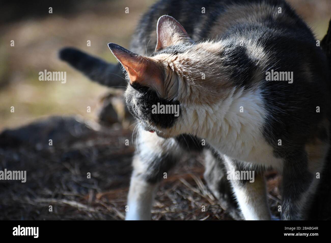 Cute cat exploring outside Stock Photo - Alamy