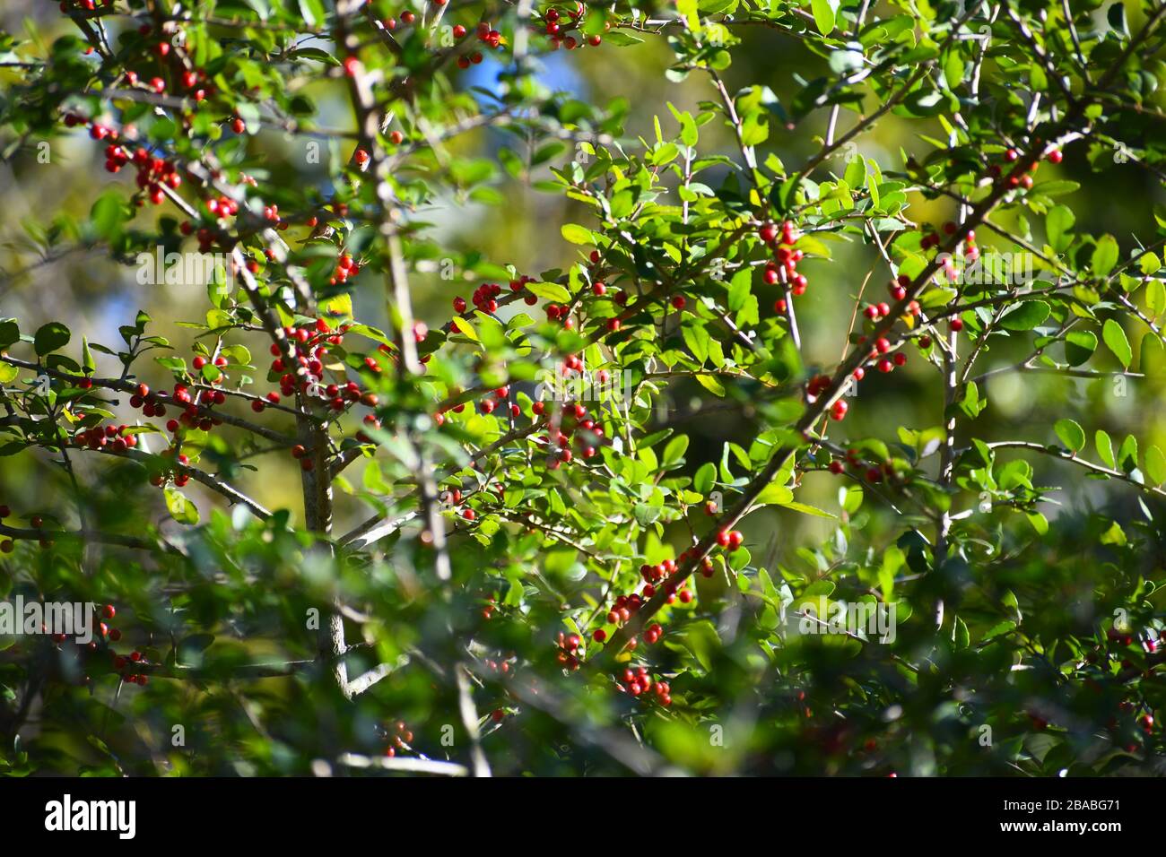 Wild berry bush hi-res stock photography and images - Alamy