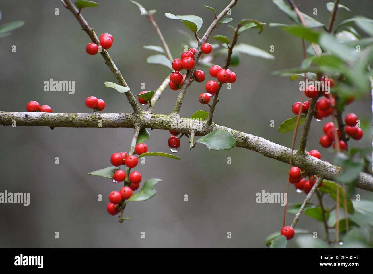 Dripping With Berries High Resolution Stock Photography and Images - Alamy
