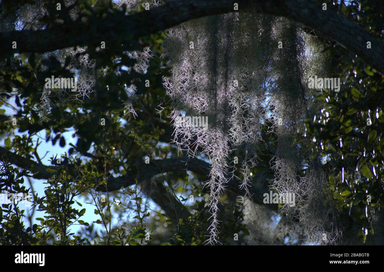 Sun shining through Spanish Moss in the trees Stock Photo - Alamy