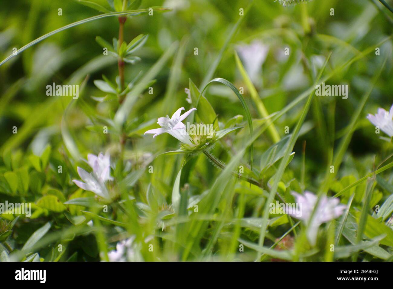 Small white blooming wildflowers in the grass Stock Photo - Alamy
