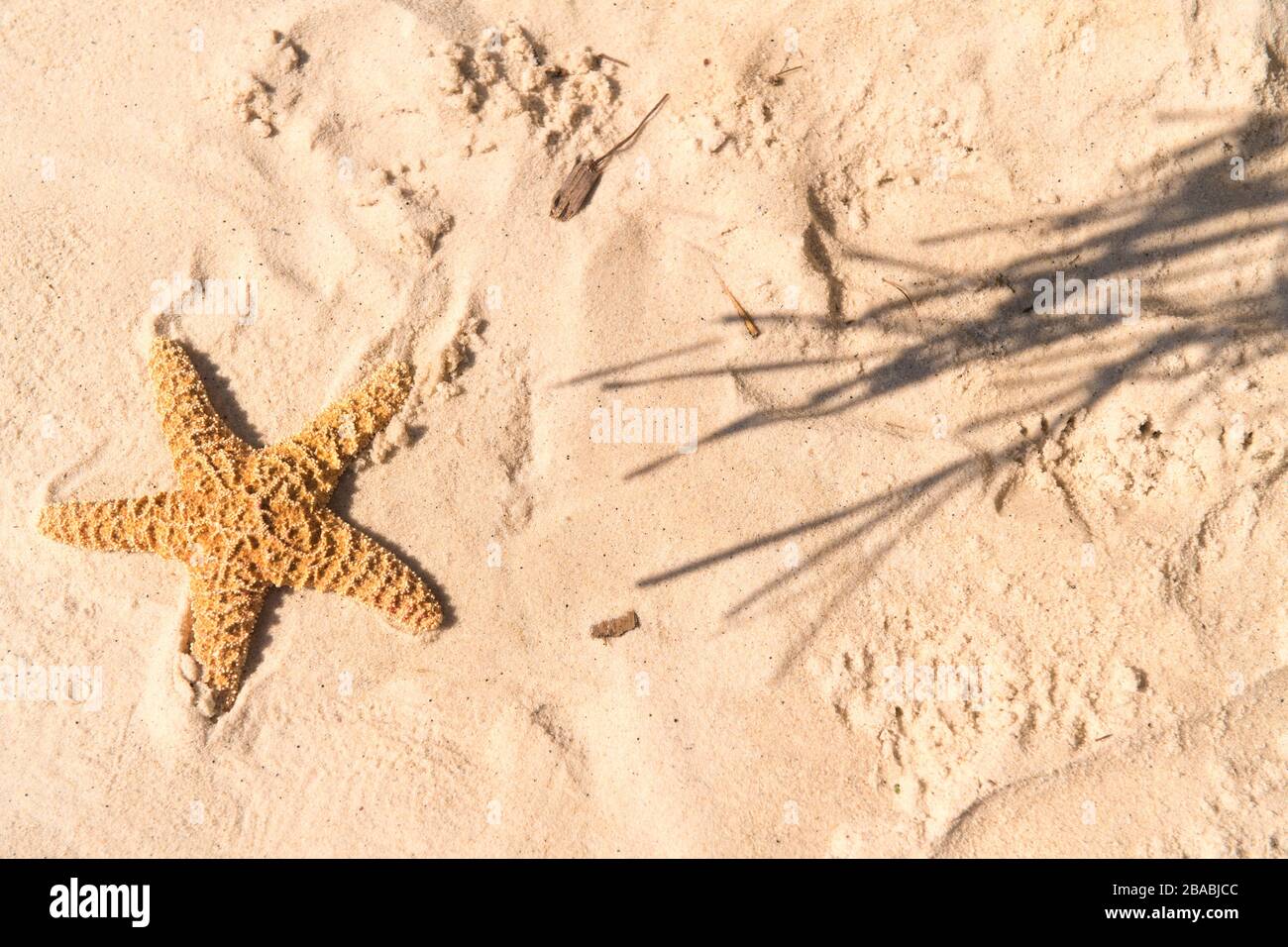 Star fish in sand hi-res stock photography and images - Alamy