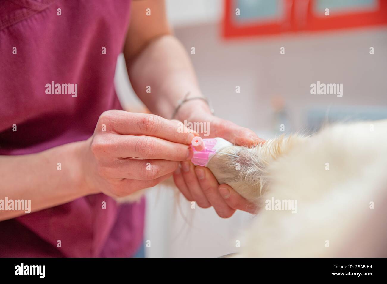 introduction of a cannula for blood collection into the dog's paw Stock ...