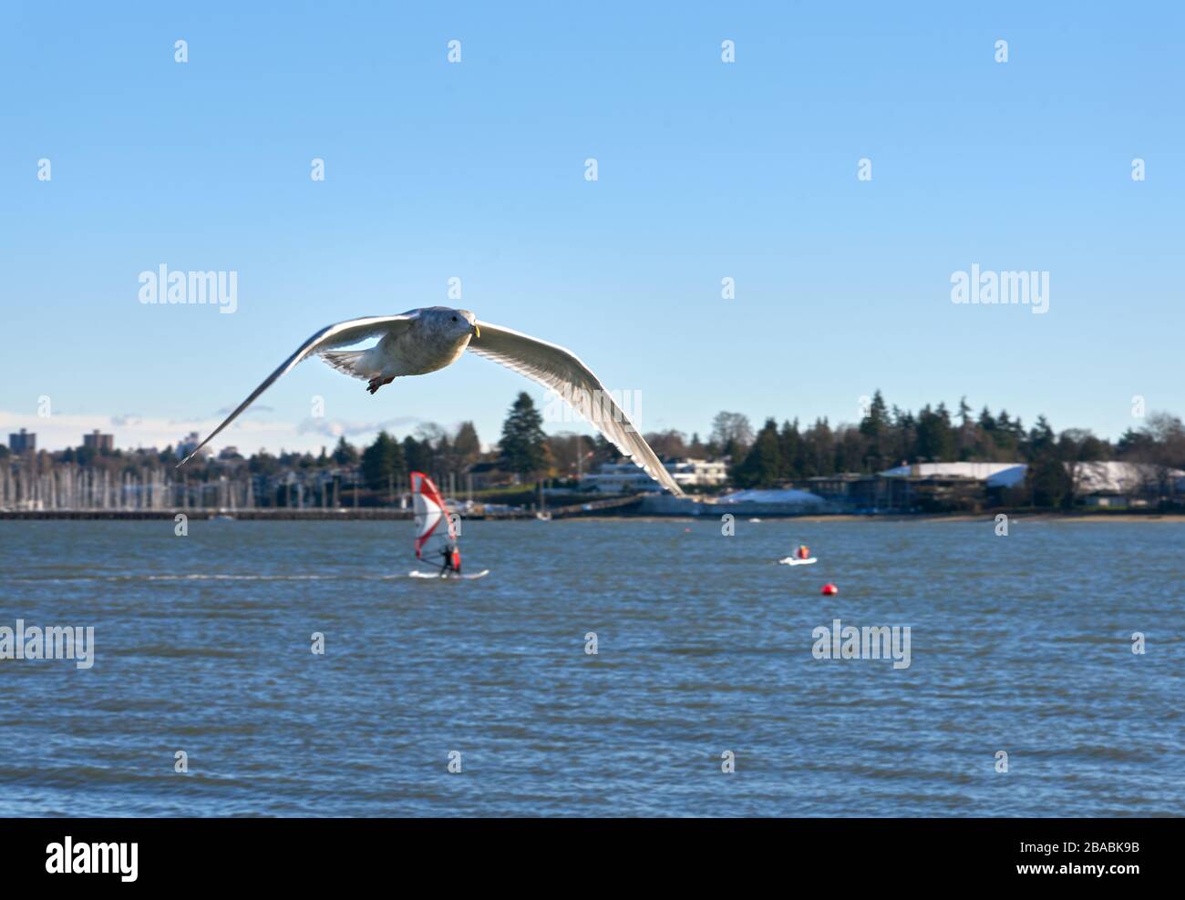 English seagull hi-res stock photography and images - Alamy