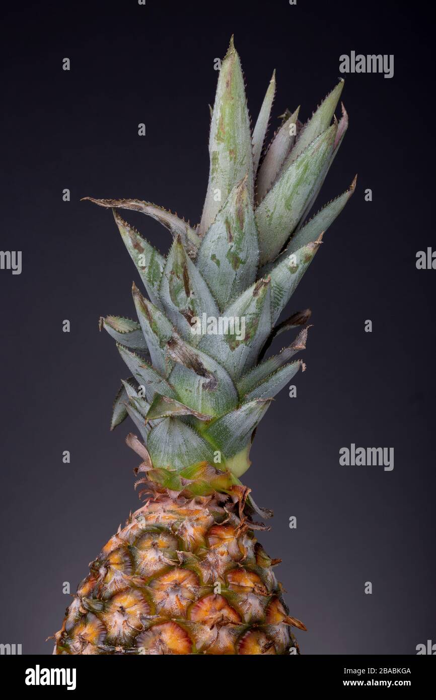 Low crown top hat hi-res stock photography and images - Alamy