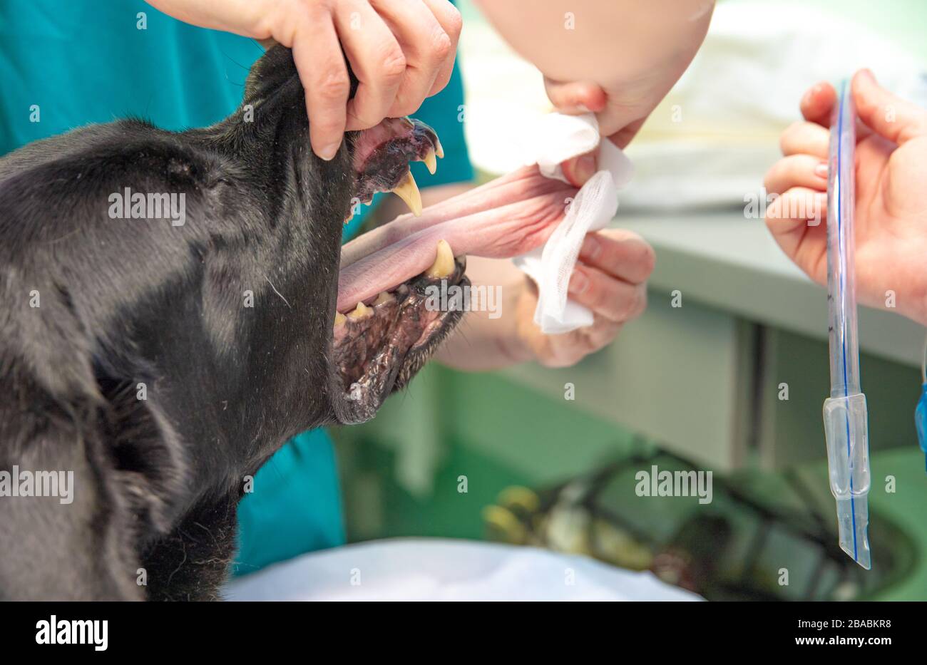 insertion of breathing apparatus hose into the dog's mouth, preparation ...