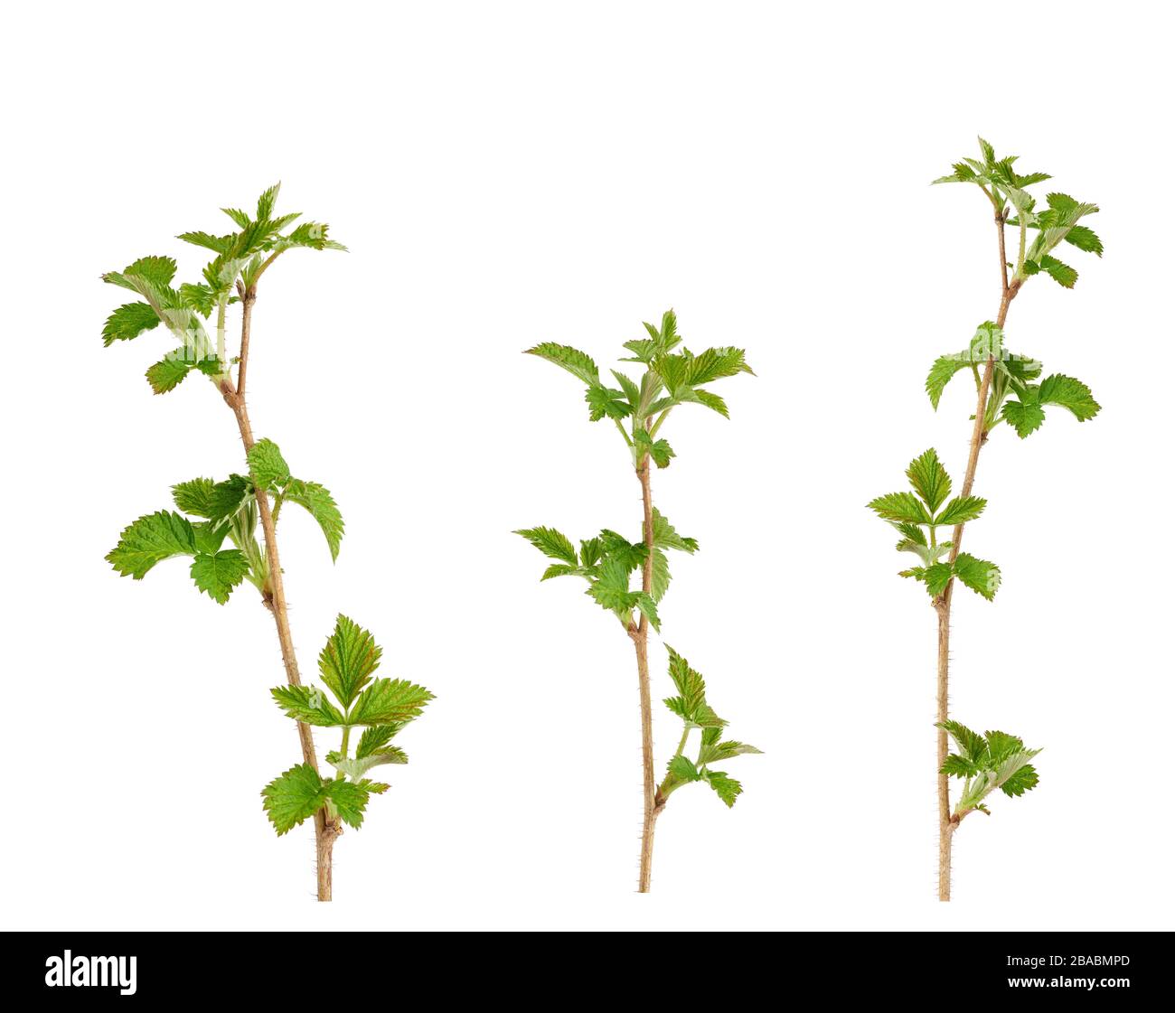 young raspberry sprout with brown branch and green leaves isolated on ...