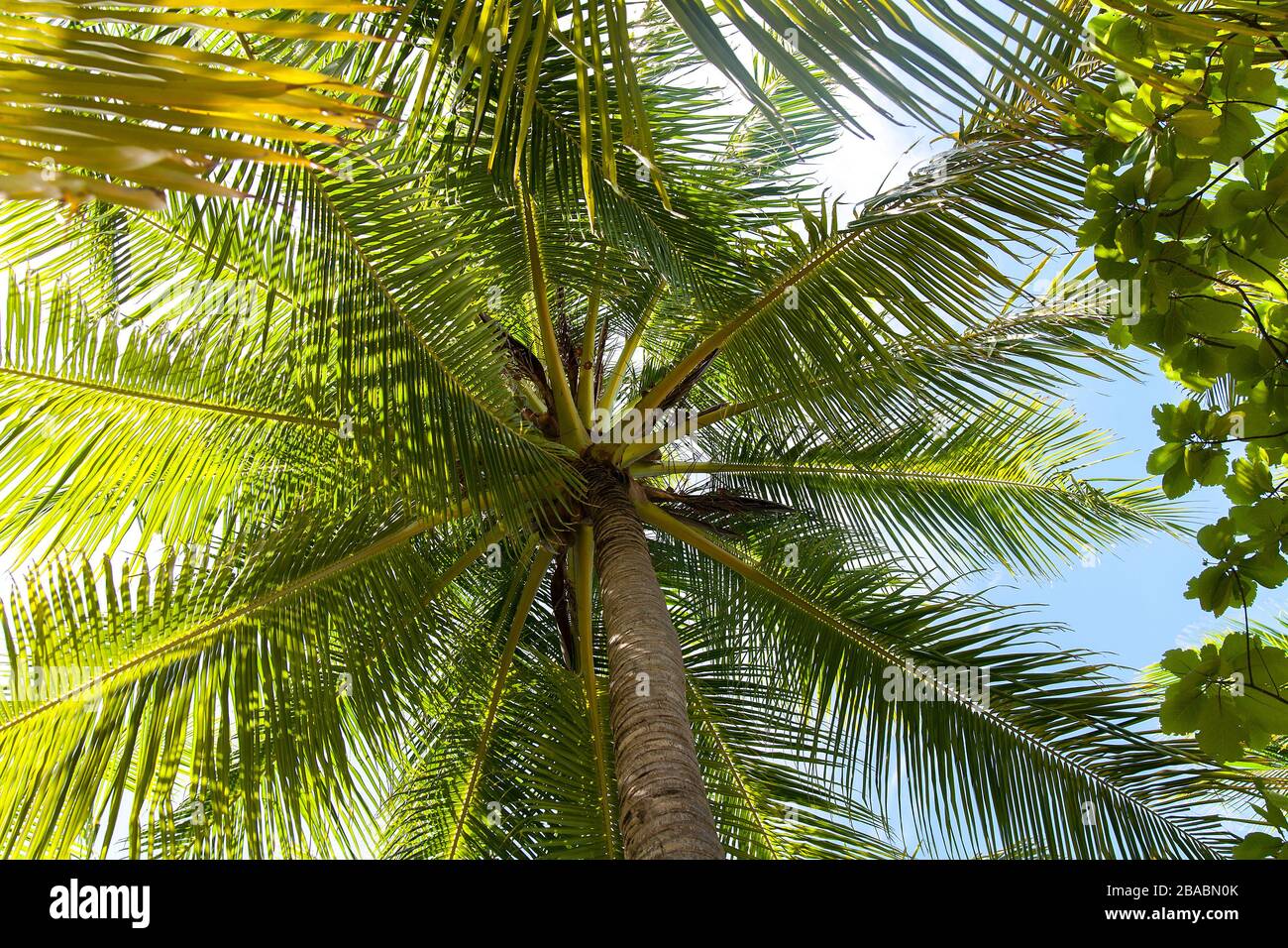 Top view lush coconut trees hi-res stock photography and images - Alamy