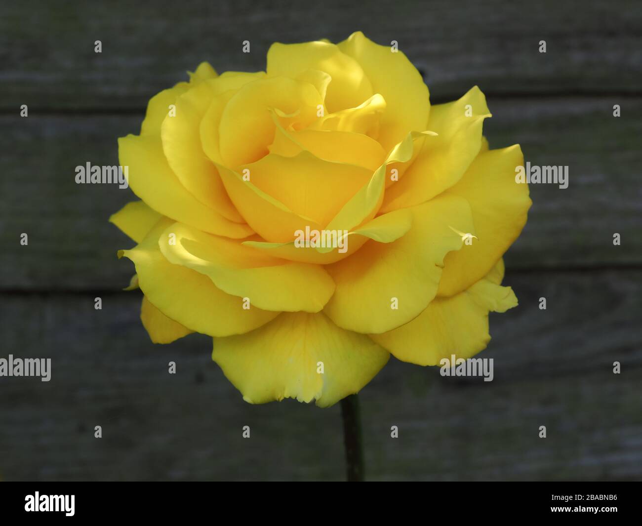 Bloom of rose hi-res stock photography and images - Alamy
