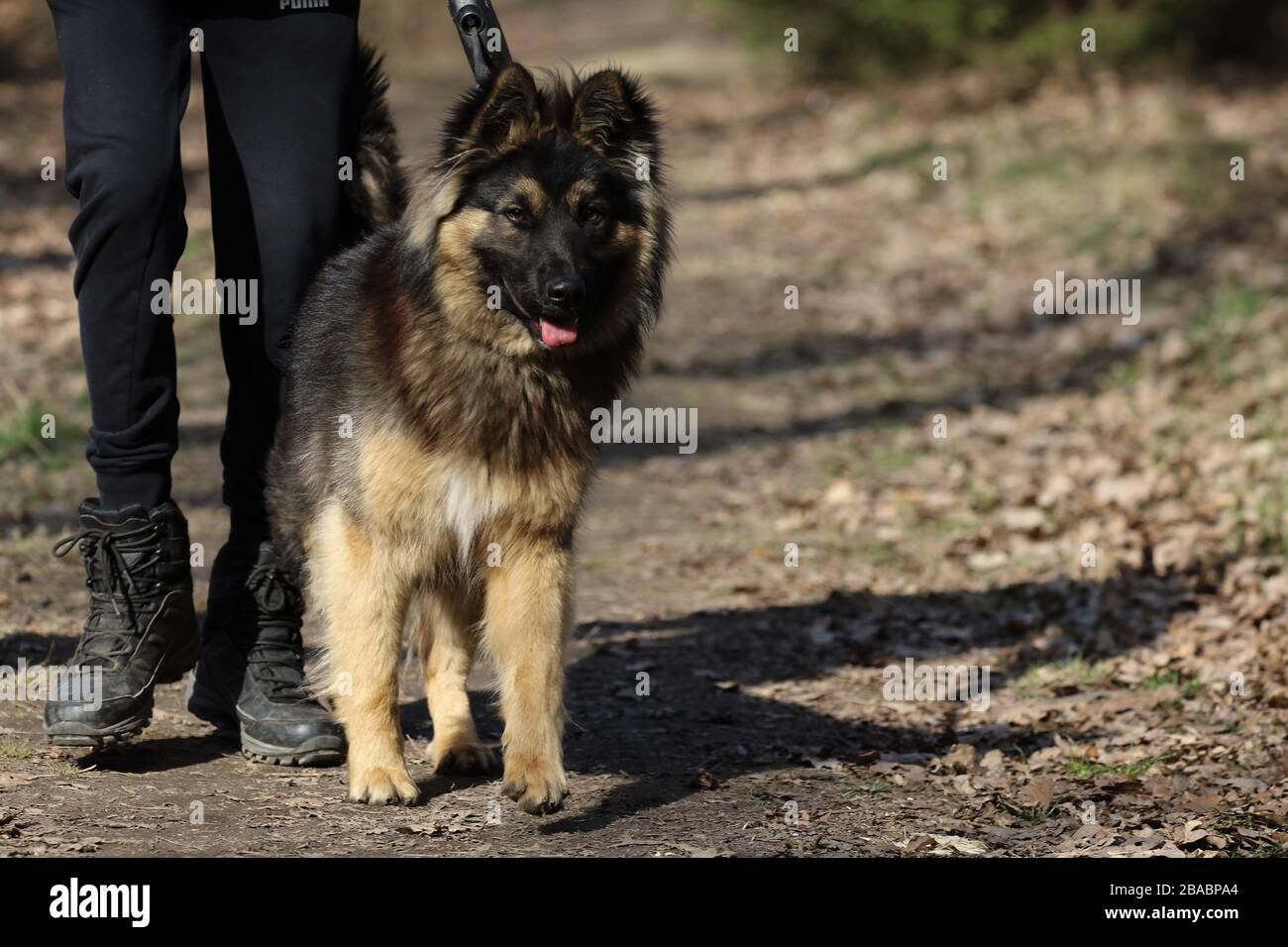 German Shepherd on a walk with his master Stock Photo - Alamy