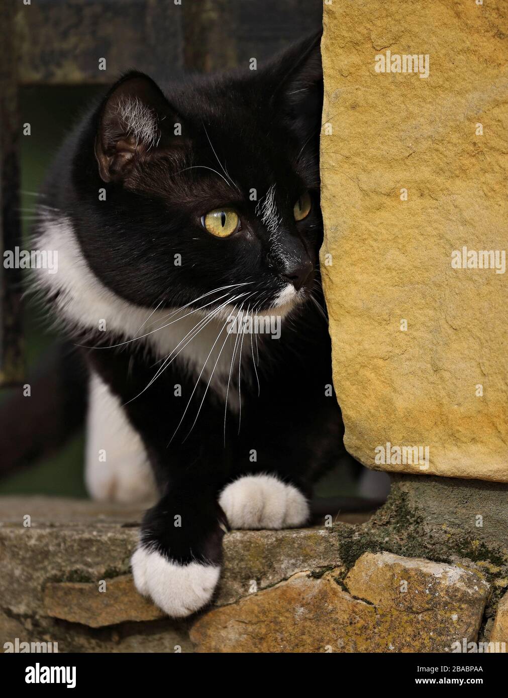 The crouching cat hi-res stock photography and images - Alamy