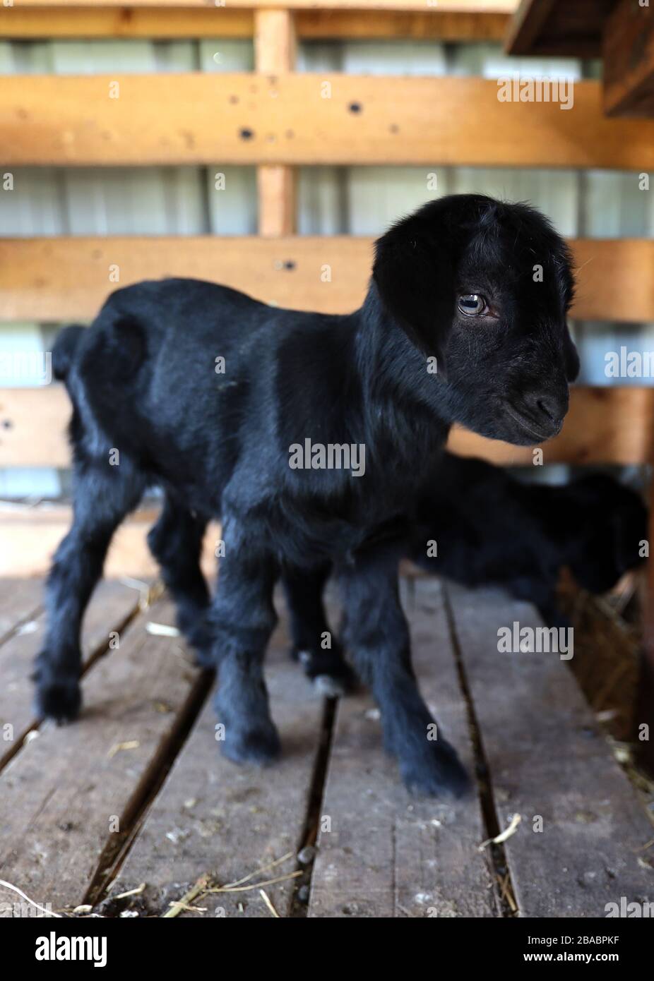 Farm animals: Baby goats on a local farm. Mother and newborn black ...