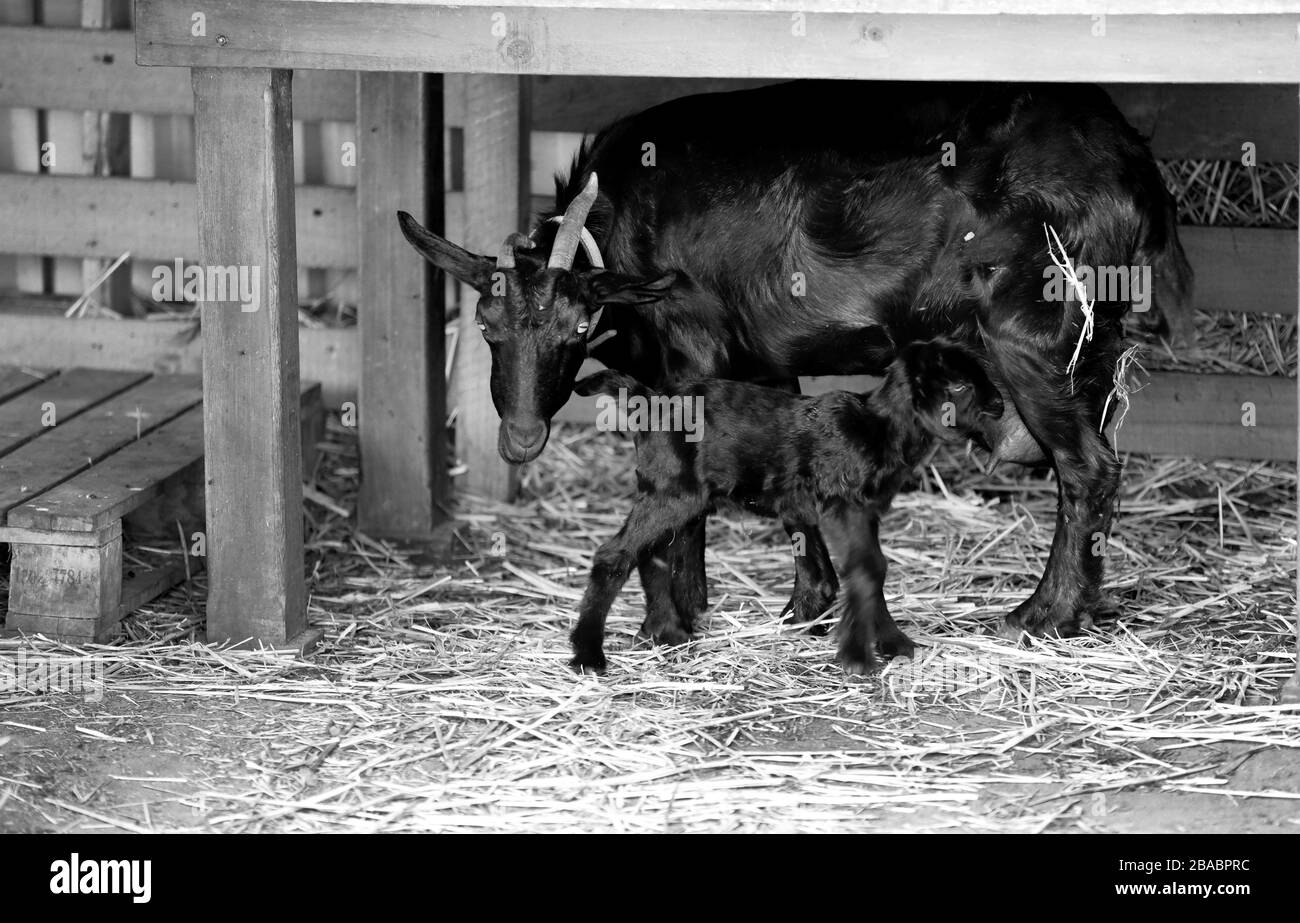 Day old baby goat mother Black and White Stock Photos & Images - Alamy