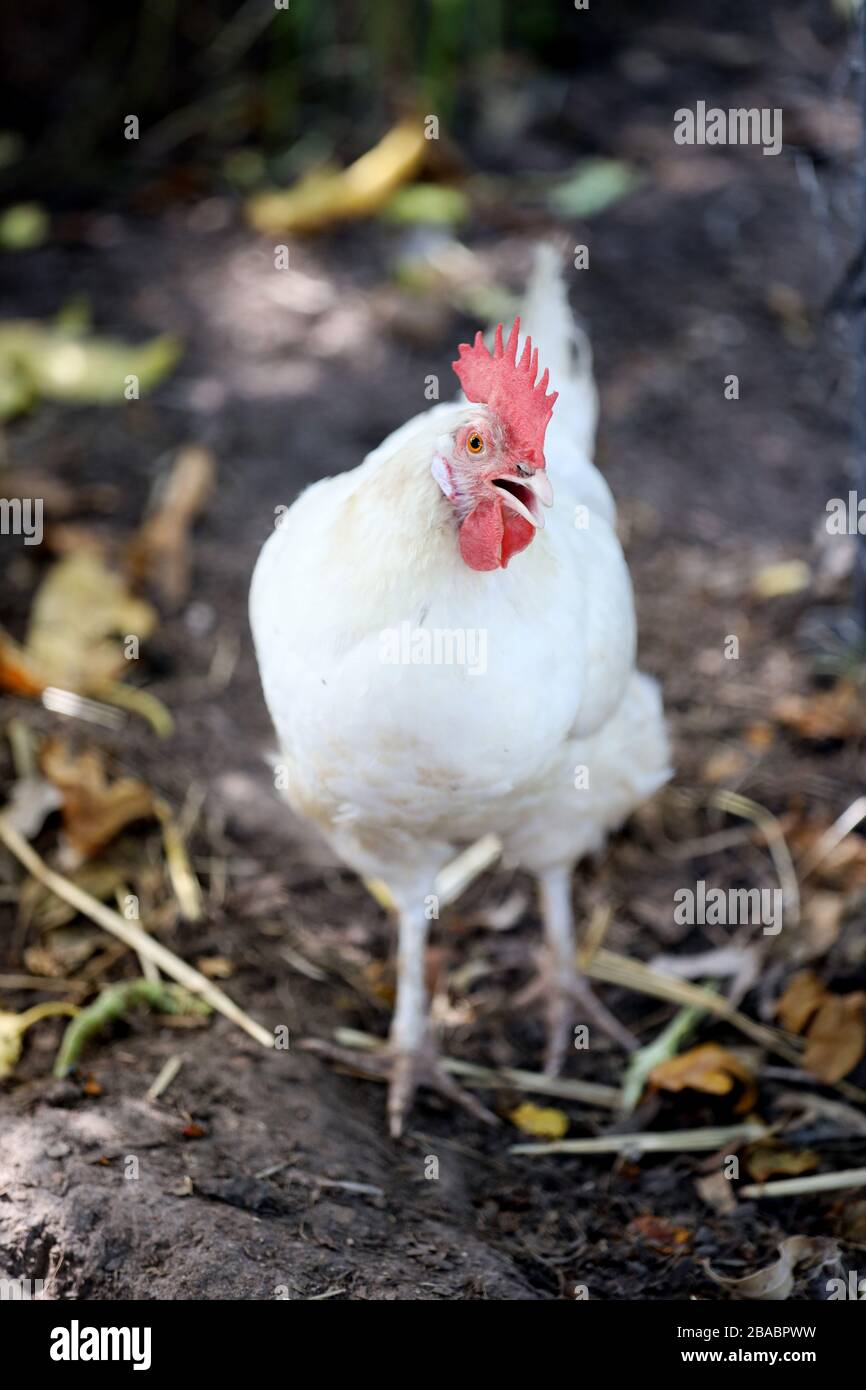 Farm animals: Birds found ona local farm. Chickens in the roost on the ...