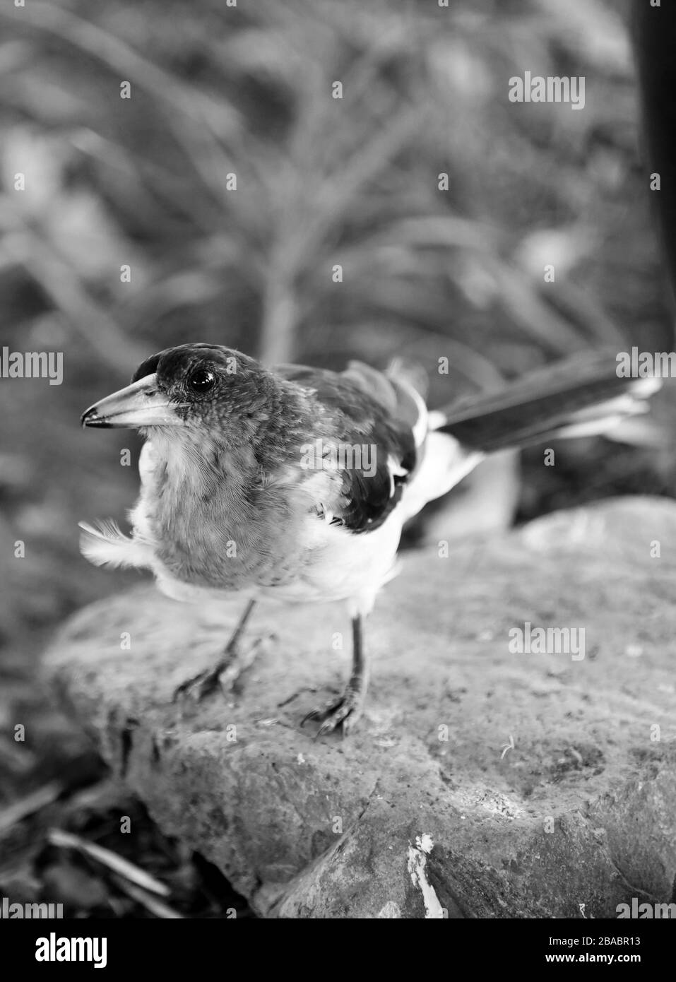 Vivid white background images Black and White Stock Photos & Images - Alamy