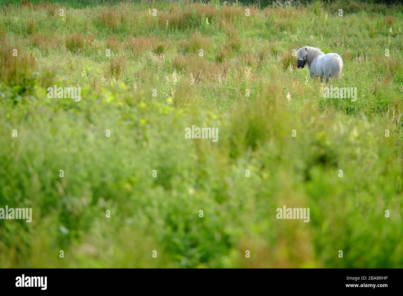 Small white pony in a meadow Stock Photo - Alamy