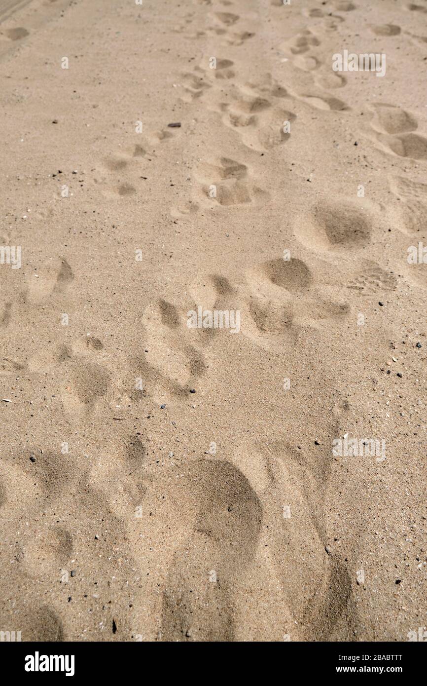 Smooth Sand Texture from a Local Beach Stock Photo - Alamy