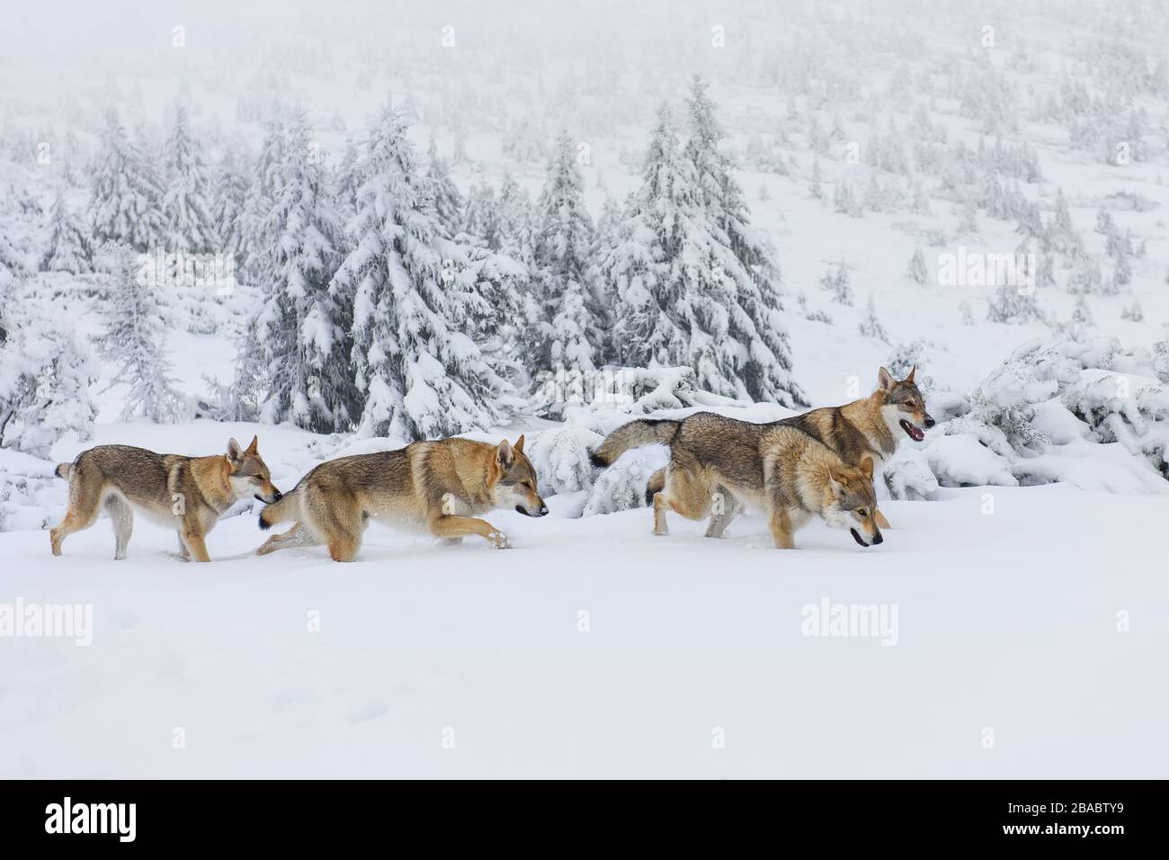 The untamed four hi-res stock photography and images - Alamy