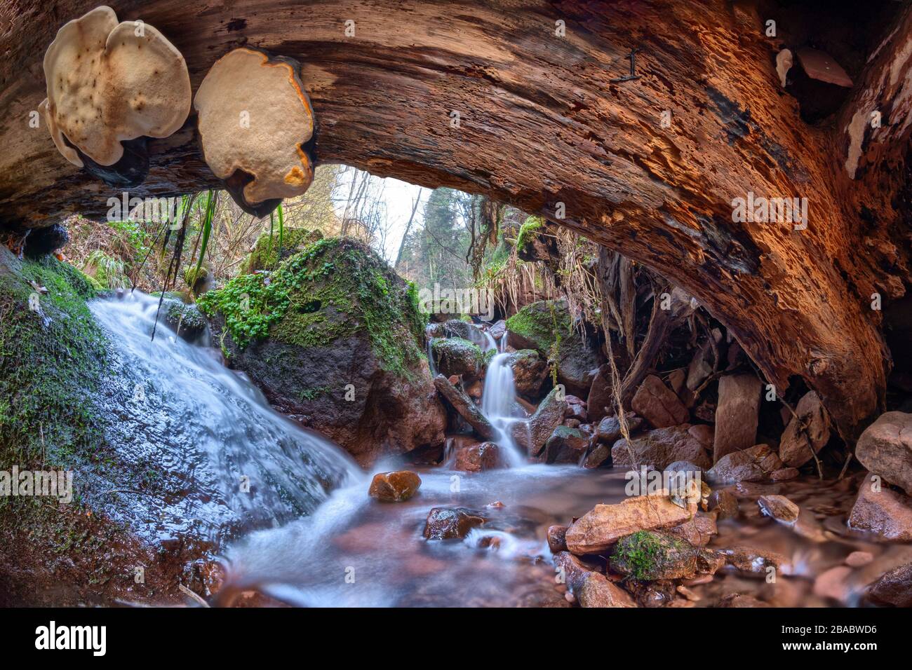 Small stream running under a fallen tree in the Wolfsschlucht gorge ...