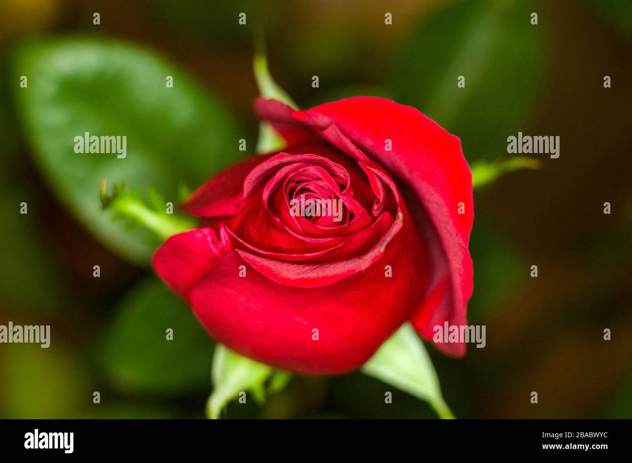 Beautiful red rose flower hi-res stock photography and images - Alamy