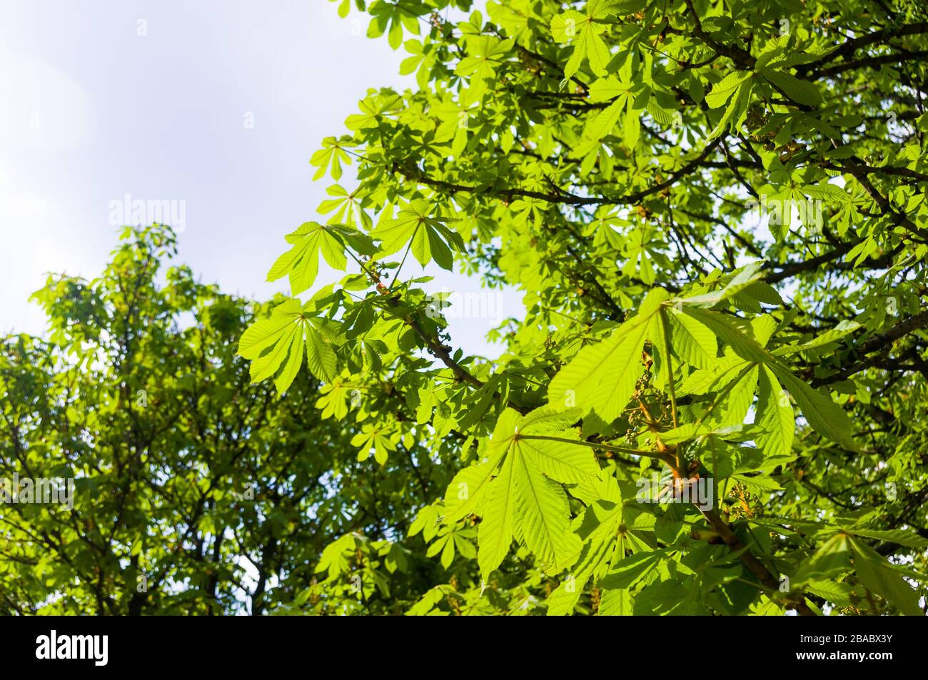 Flowering branches of chestnut Castanea sativa tree, and bright blue ...