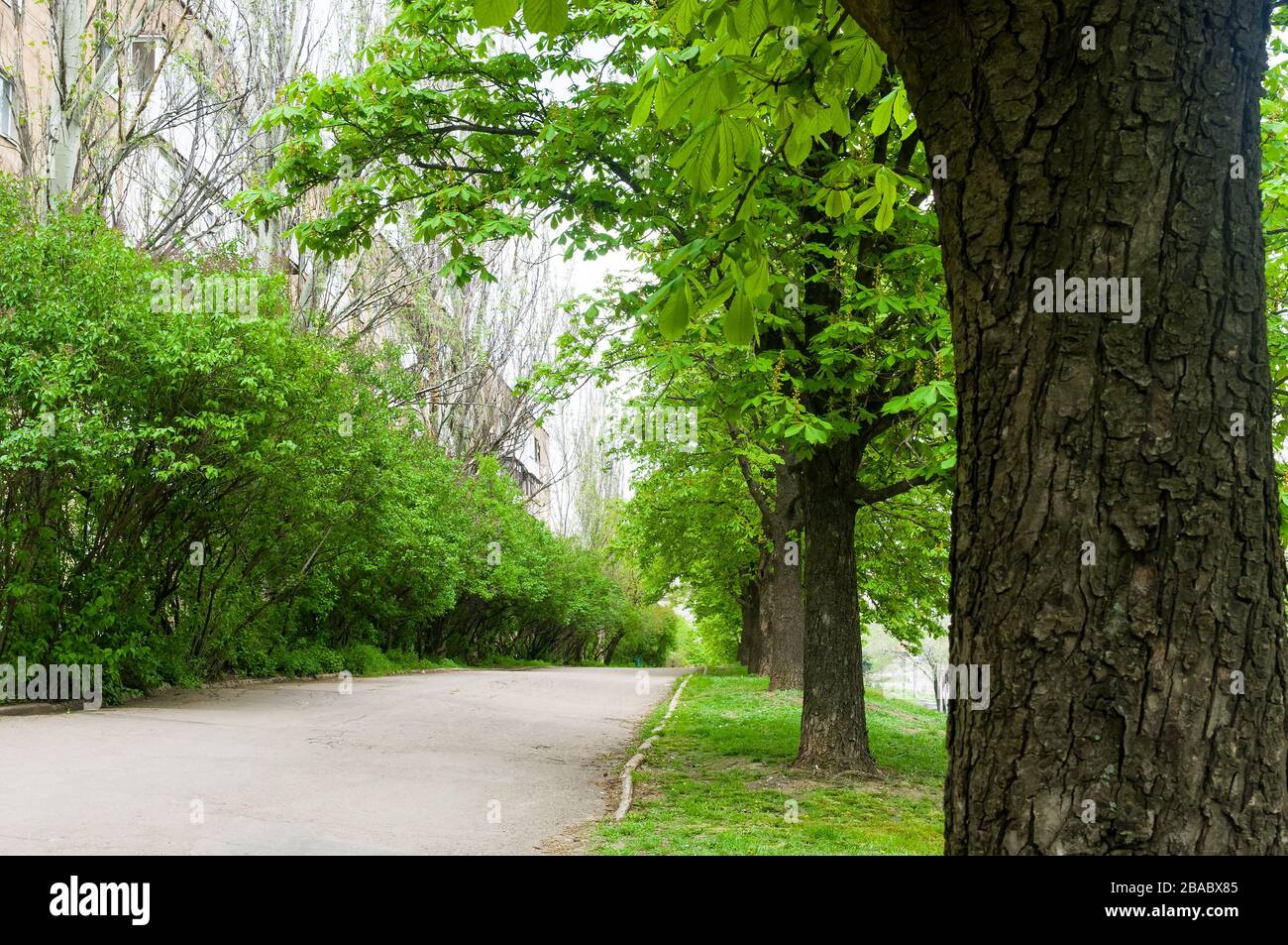 spring city Park - blooming flower and trees, bright green grass Stock ...