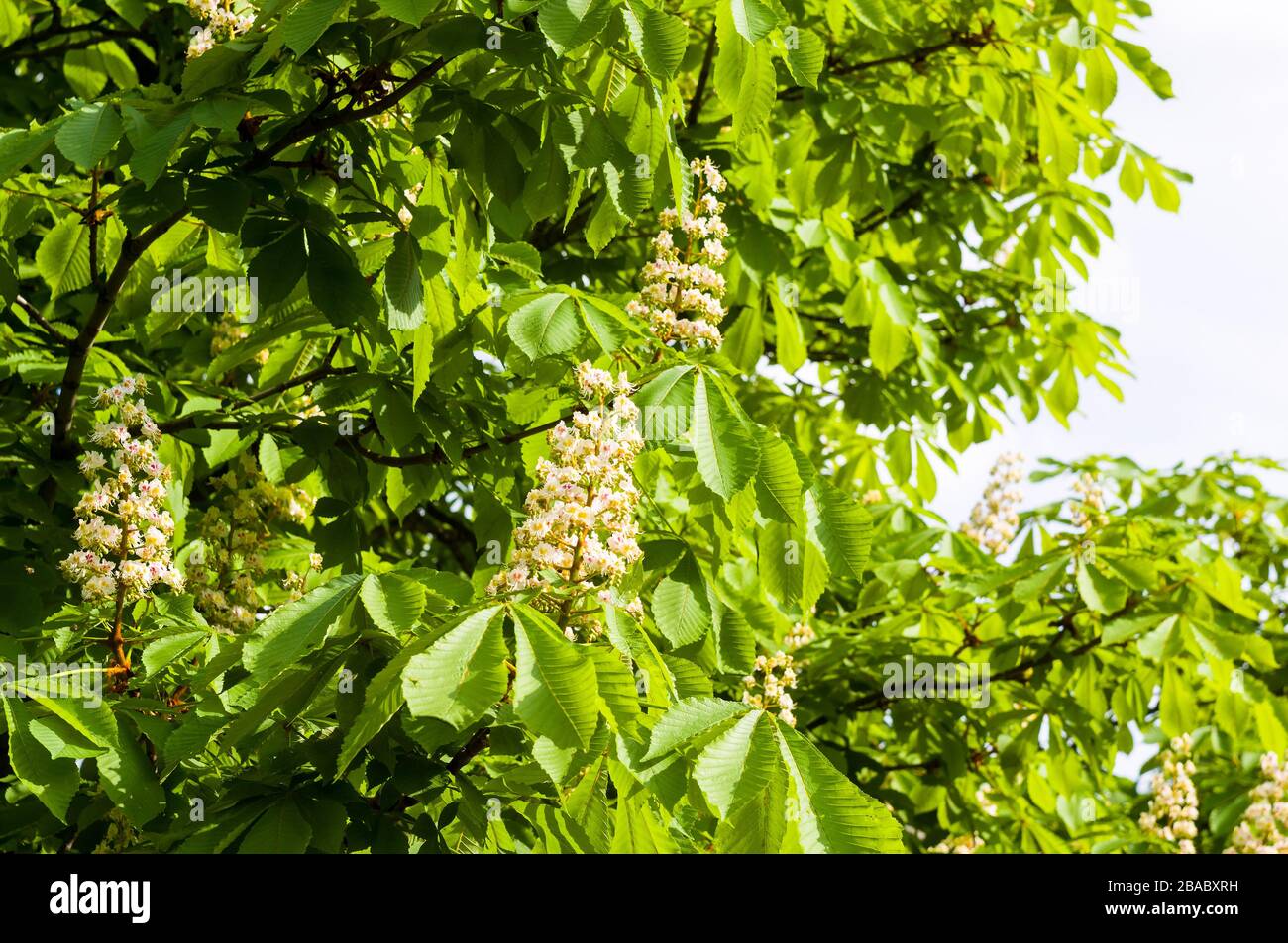 Flowering branches of chestnut Castanea sativa tree, and bright blue ...