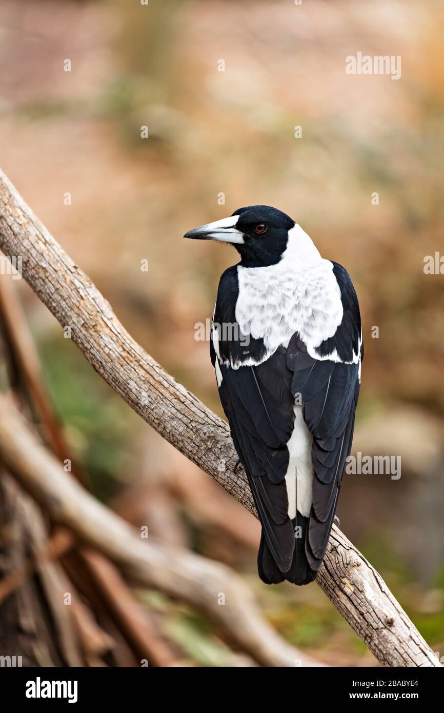 Australian magpie hi-res stock photography and images - Alamy