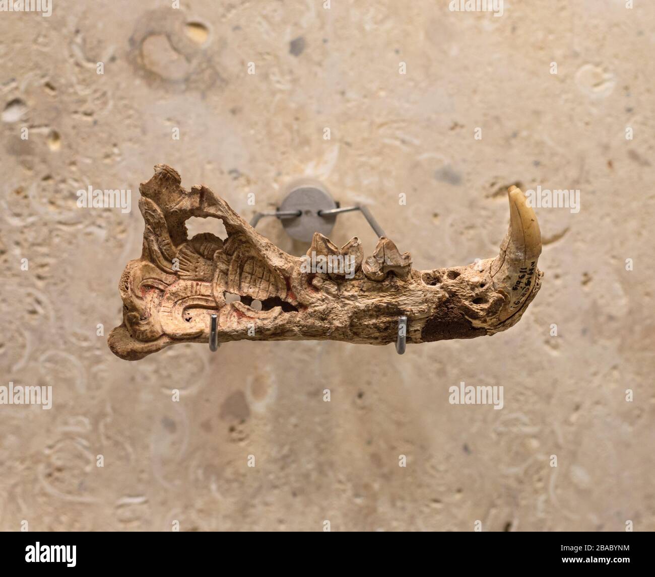 Maya art engraved into the Jaw of a jaguar. Maya museum, Merida ...