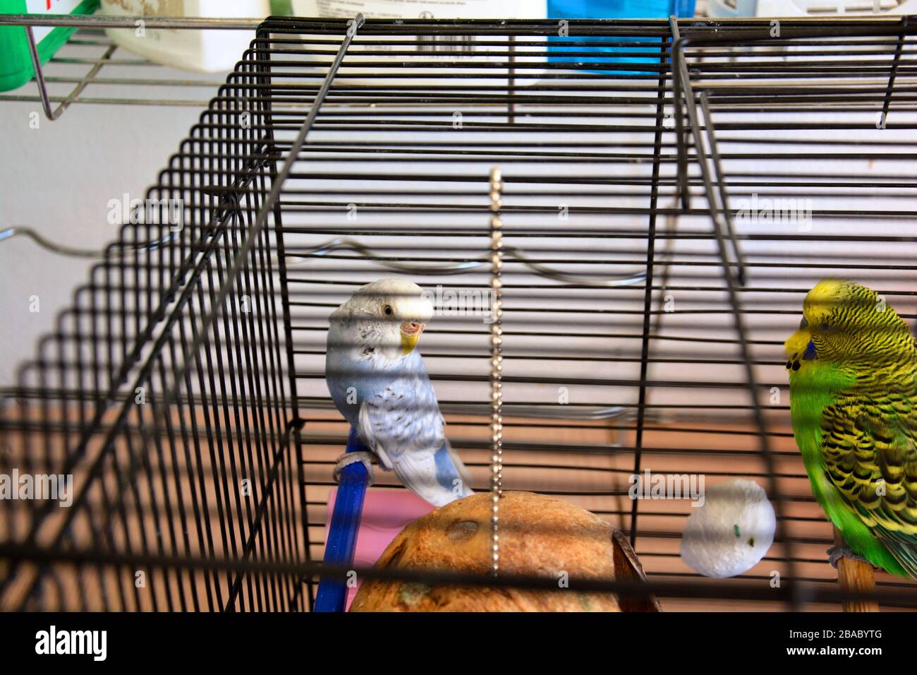 two parakeets in a cage Stock Photo - Alamy