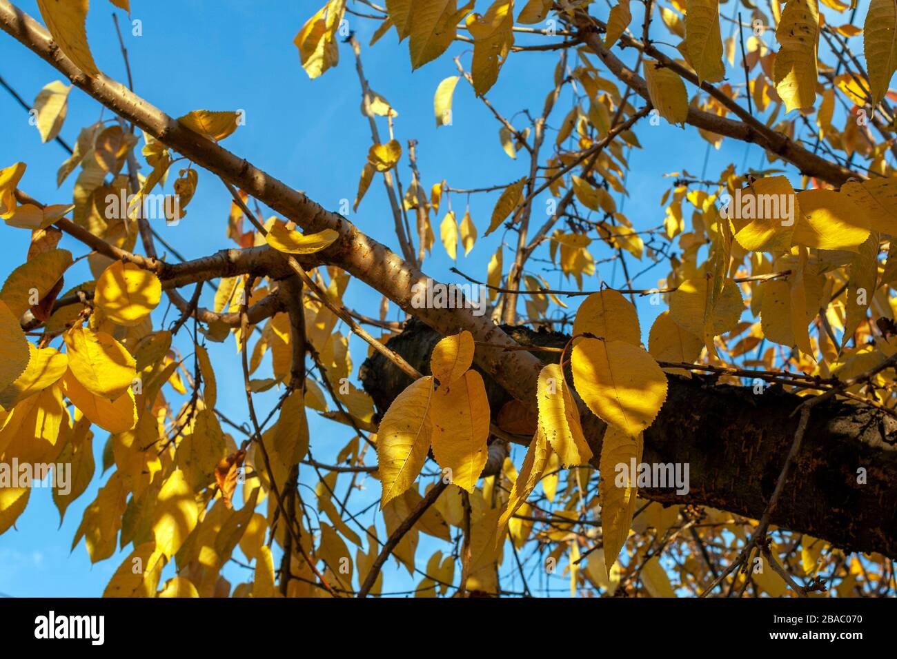 Yellow leaves on an autumn tree Stock Photo - Alamy