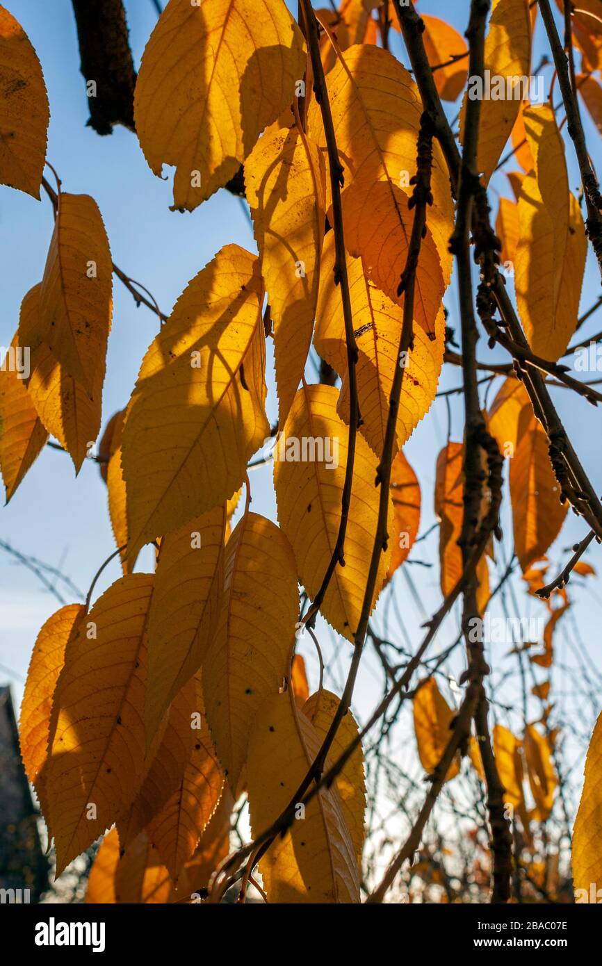 Yellow leaves on an autumn tree Stock Photo - Alamy