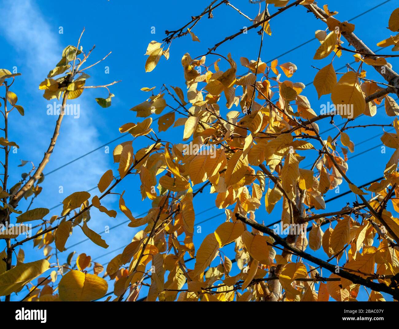 Yellow leaves on an autumn tree Stock Photo - Alamy