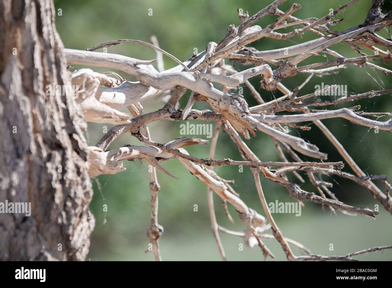 Landscapes of Mongolia, Hovd river tree Stock Photo - Alamy