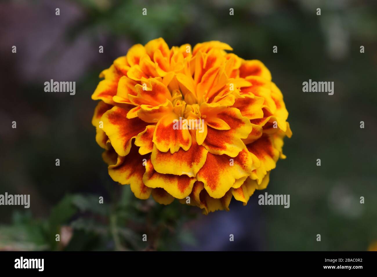 French marygold hi-res stock photography and images - Alamy
