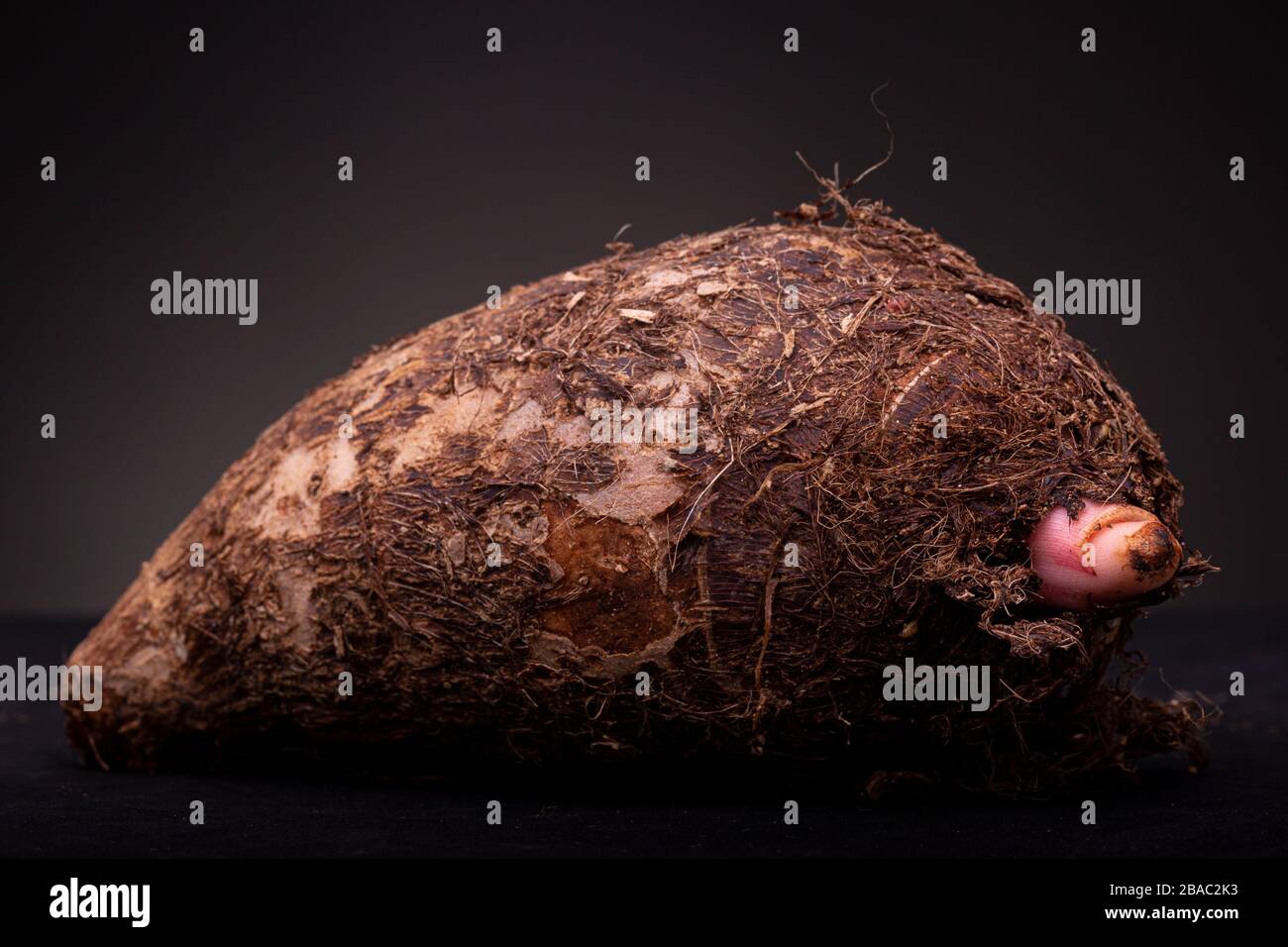Moody low key still life studio shot of hairy brown pink raw Yam edible ...