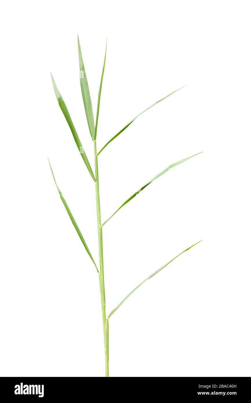 Leaf of grass gramineae isolated on white background Stock Photo - Alamy