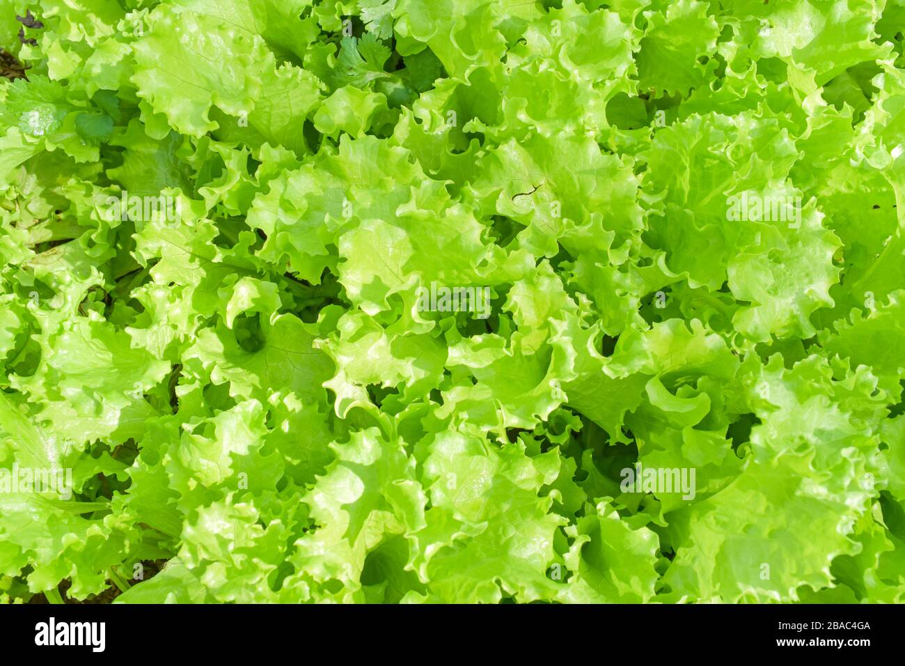 Salad texture hi-res stock photography and images - Alamy
