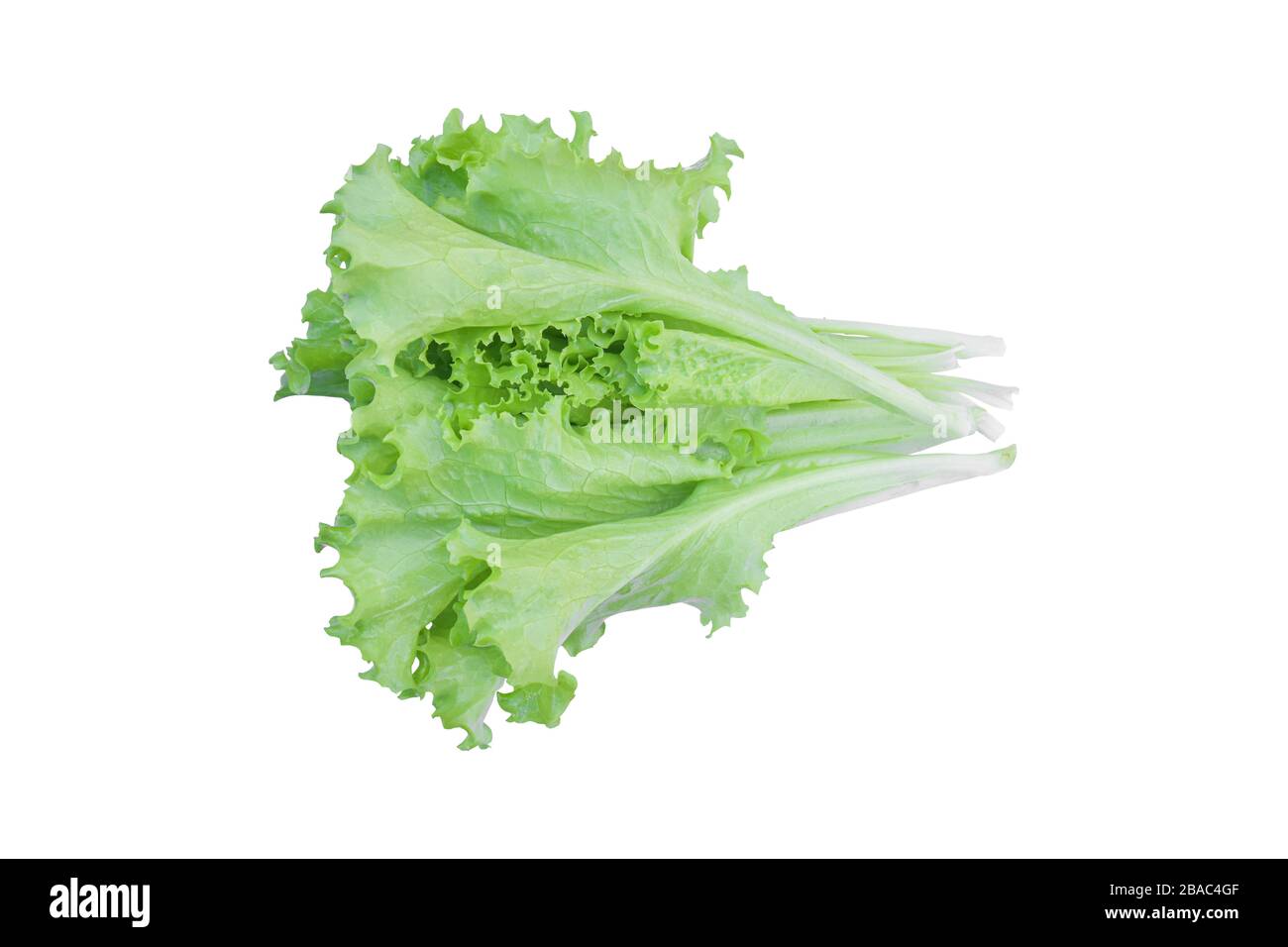 Green lettuce salad isolated on white background. with clipping path ...