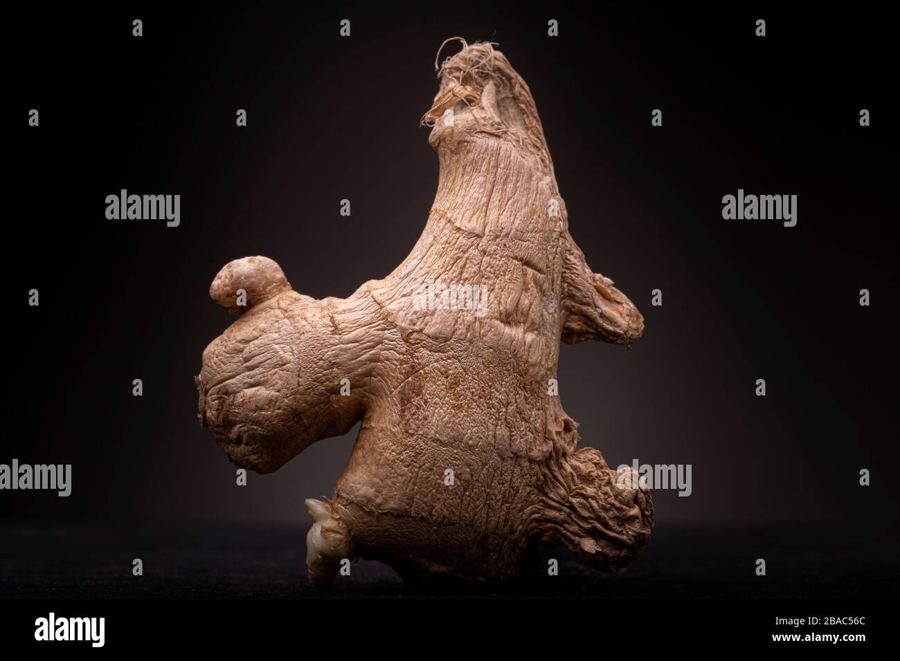Hulk out fresh ginger root low key still life studio shot of edible ...