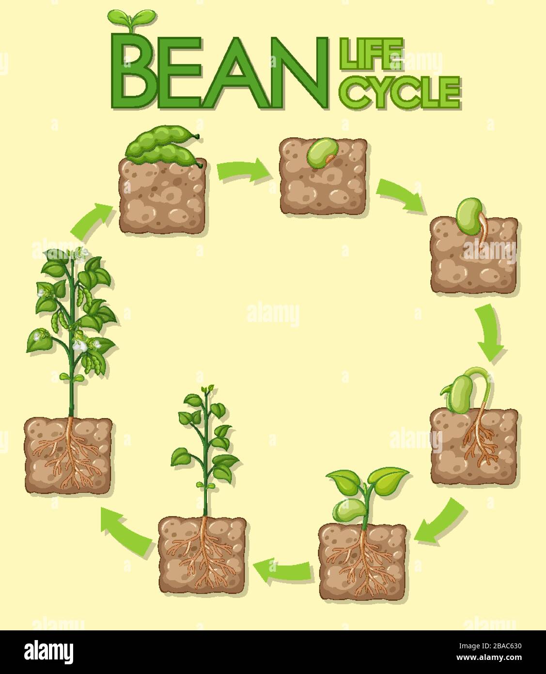 How Plants Grow Diagram